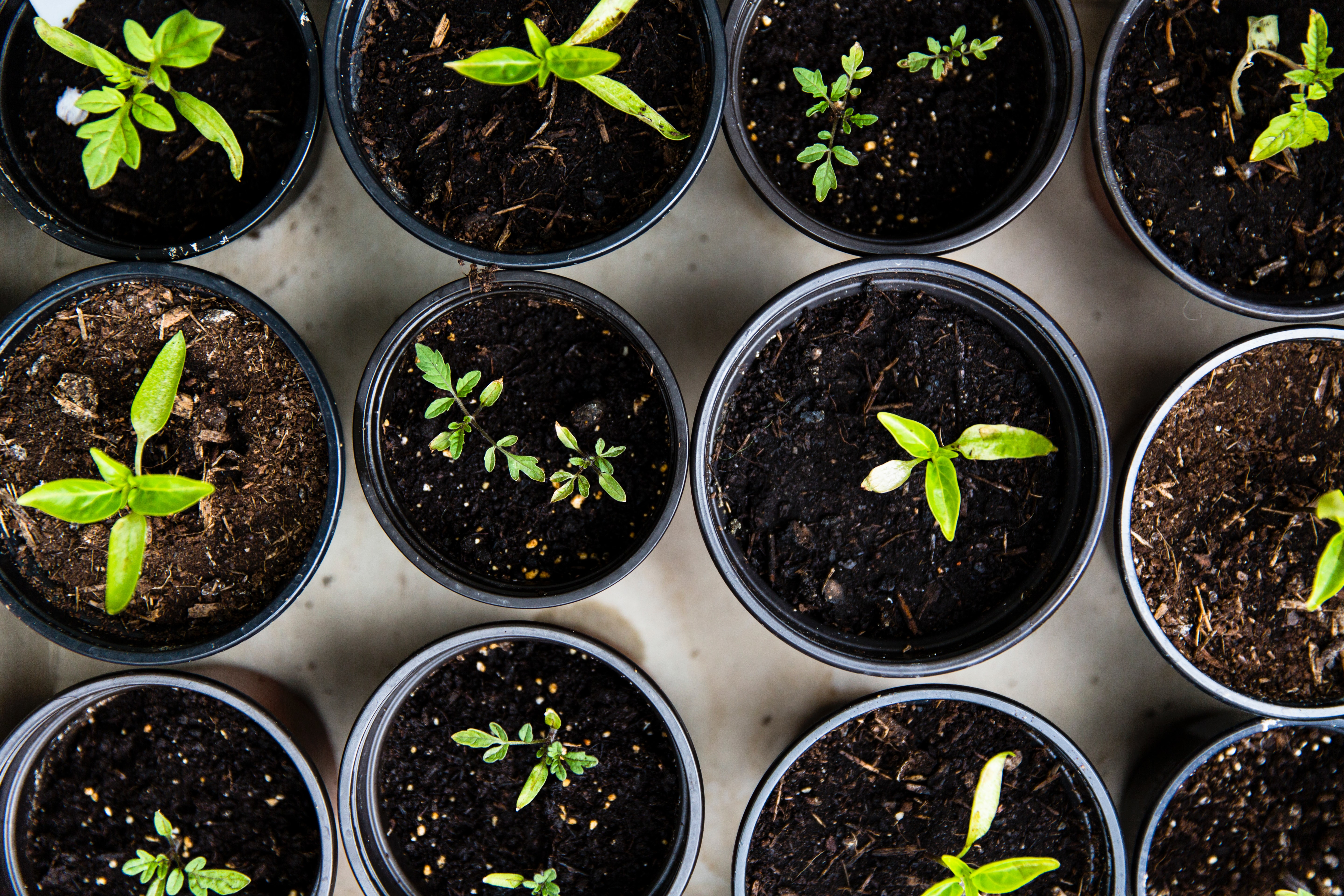 Growing Healthy People | Bethel Baptist Church