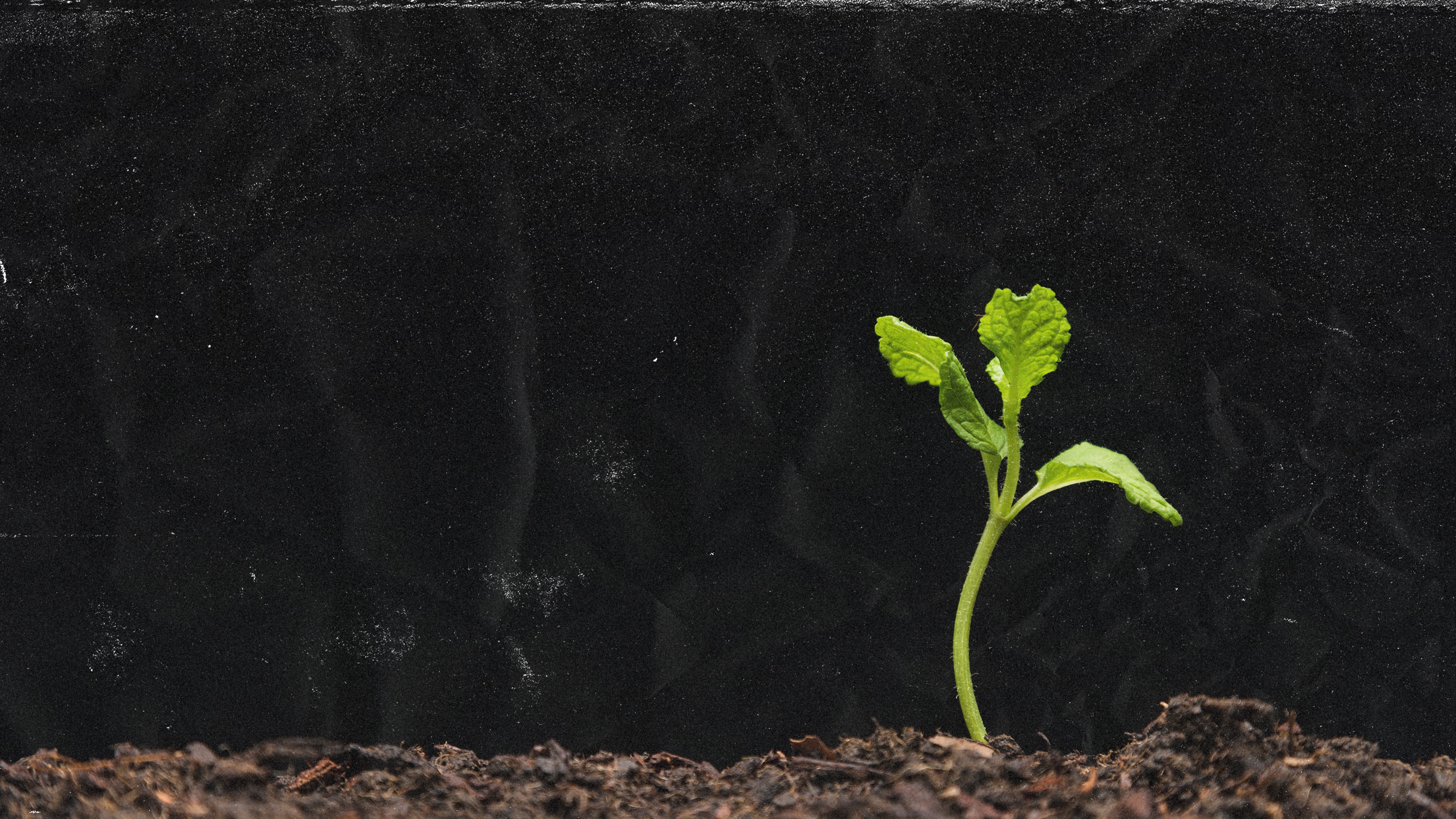 Stages of a Growing Christian | Country Oaks Baptist Church