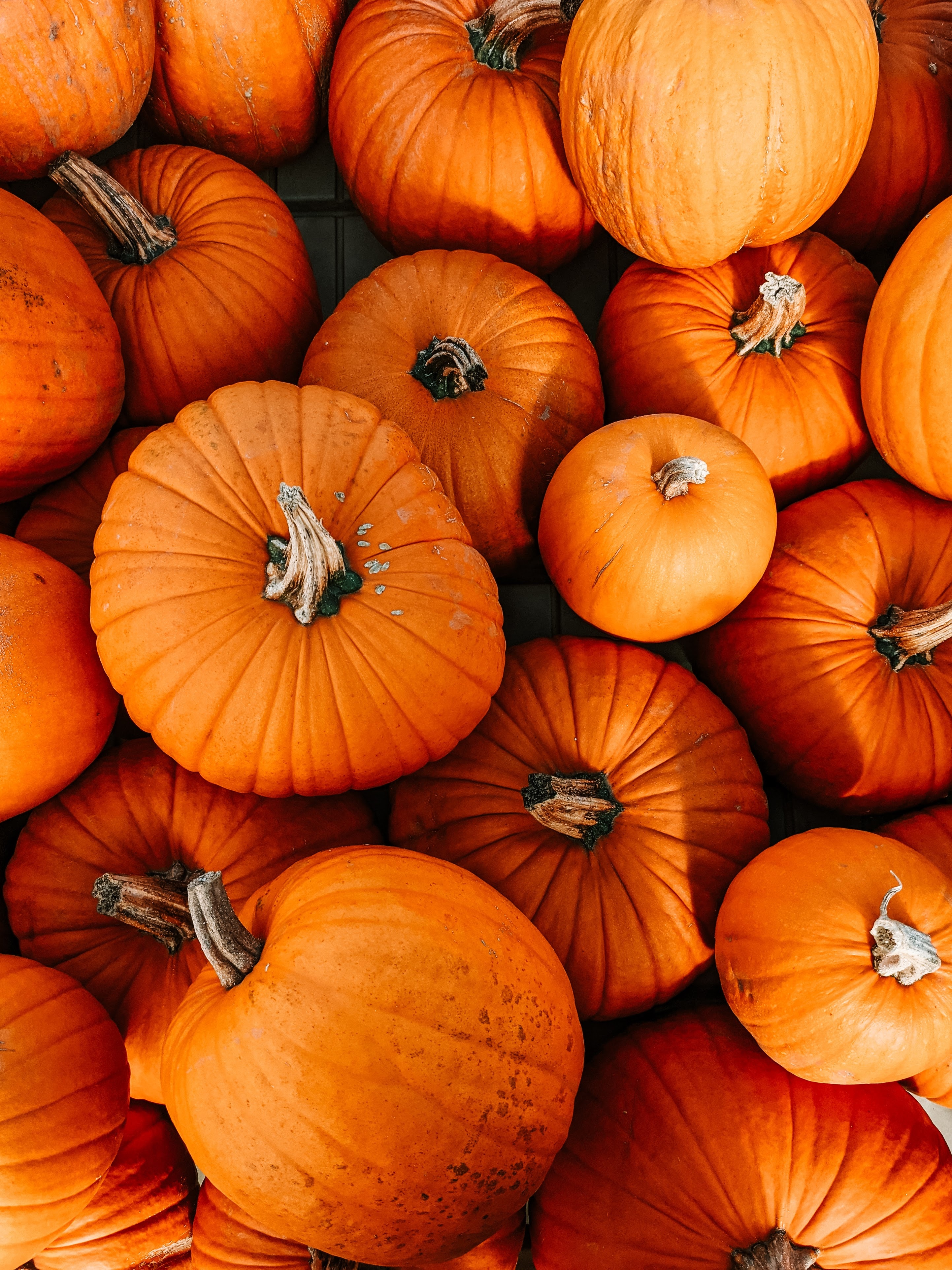 Wild Wednesday: Pumpkin Olympics! | Bluff Park United Methodist Church