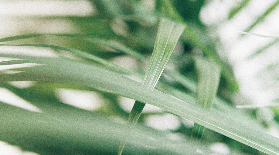 Palm Sunday | Intersection Ministries