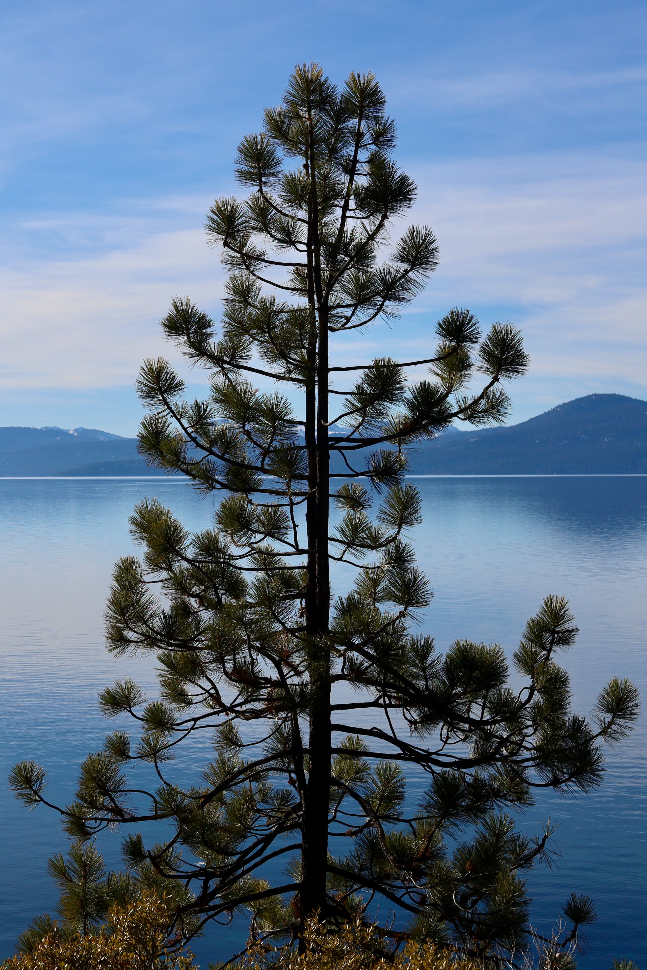 Angel and Mitten Trees | Evergreen
